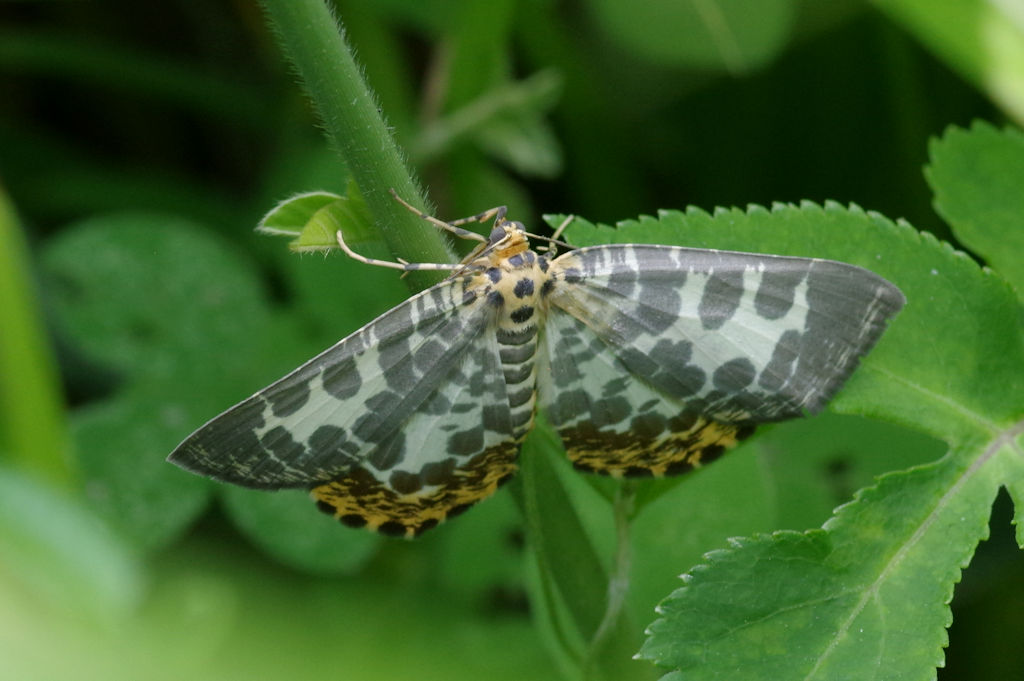 シロジマエダシャク - しろかね図鑑