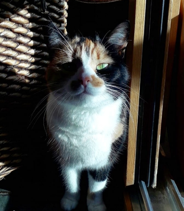 Azur un chat en équilibre - Site de lechatvanille