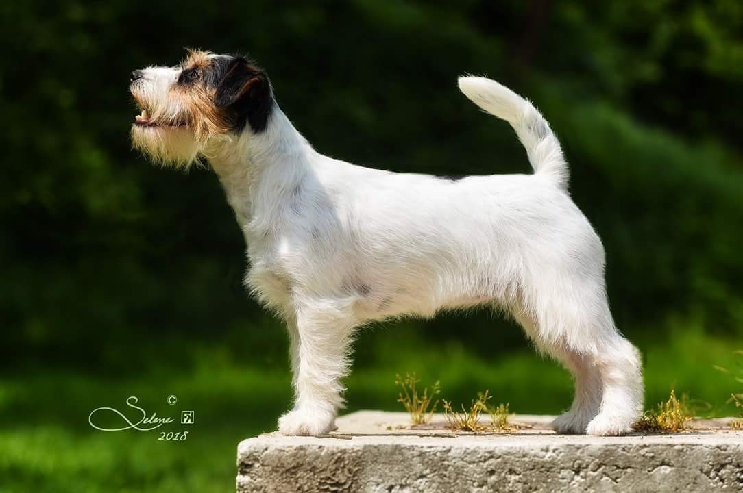 Cuccioli/puppies - Benvenuti su jackrussellpiemonte!