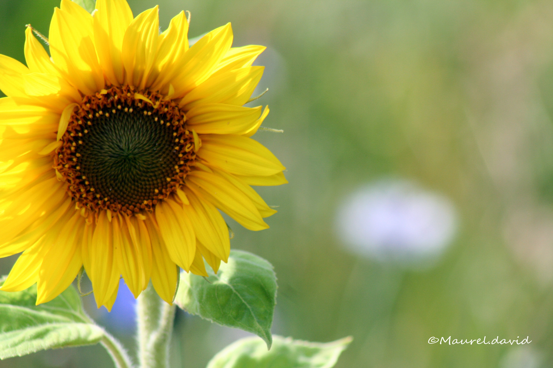 David Maurel - Site de natureetportrait