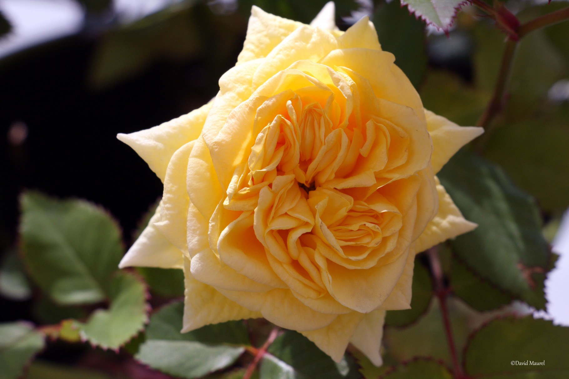 David Maurel - Site de natureetportrait