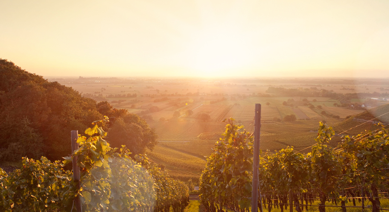 Weißwein - Burkheimer Winzer