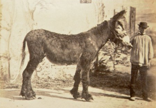 Le standard - Les baudets de Valorge