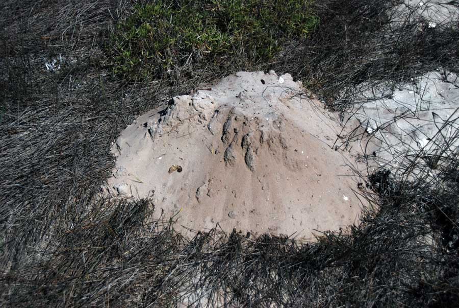 West Coast National Park: Plants and Animals - fergusmurraysculpture.com