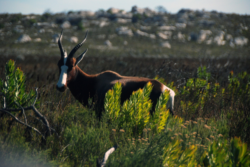 IV. Bontebok and other antelopes - fergusmurraysculpture.com