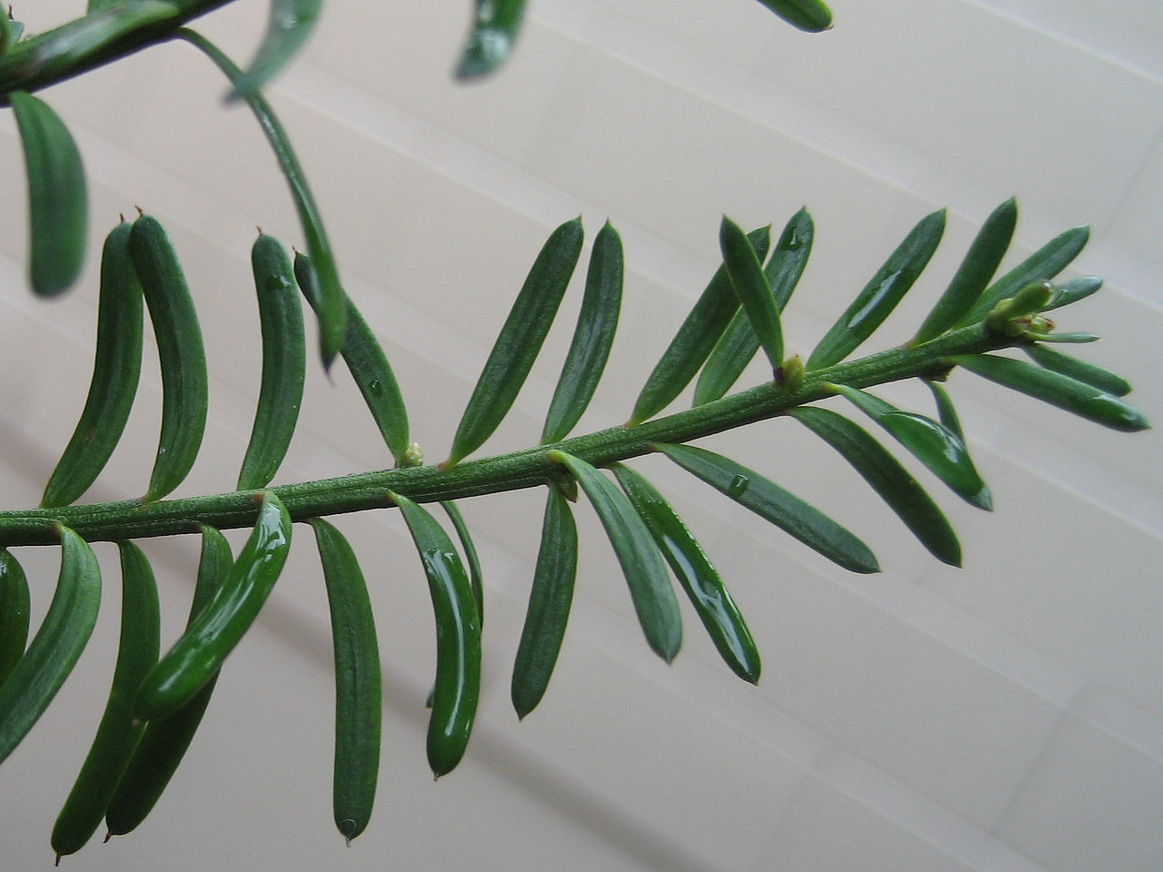 II. New Zealand Podocarps - fergusmurraysculpture.com