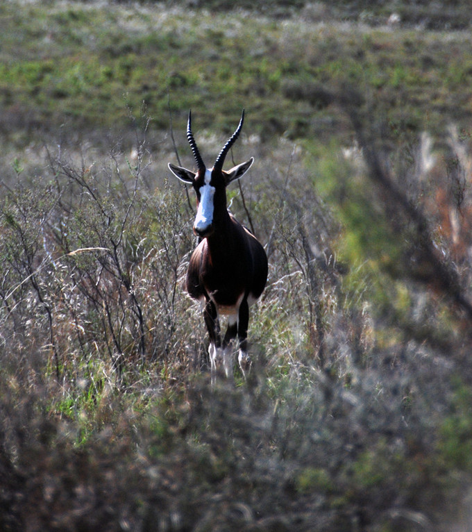 IV. Bontebok and other antelopes - fergusmurraysculpture.com