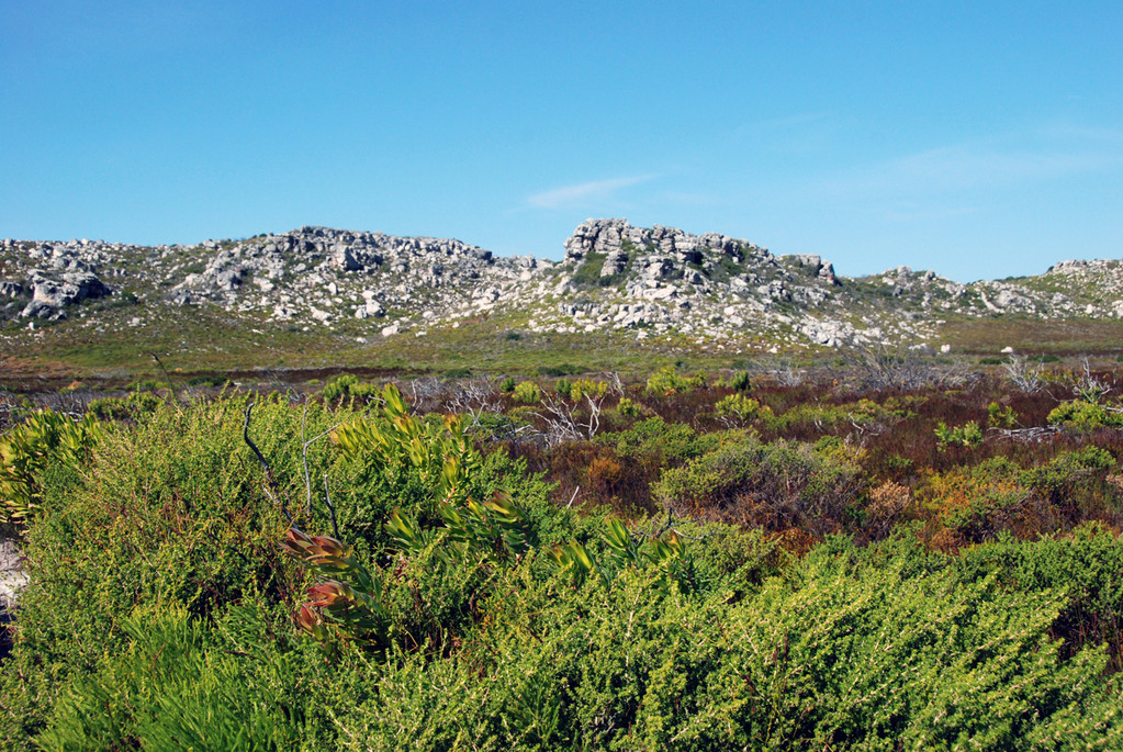 II. The Fynbos Vegetation of the Cape Floral Region ...