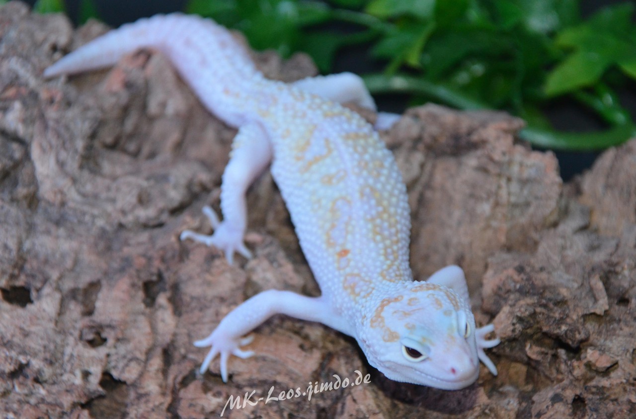 Meine tolle MS W&Y Tremper A. / RAPTOR Gruppe - MK-Leos, die kleine ...