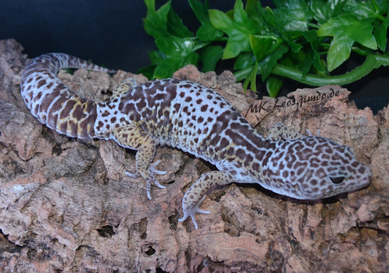Seltene Leopardgecko Morphs