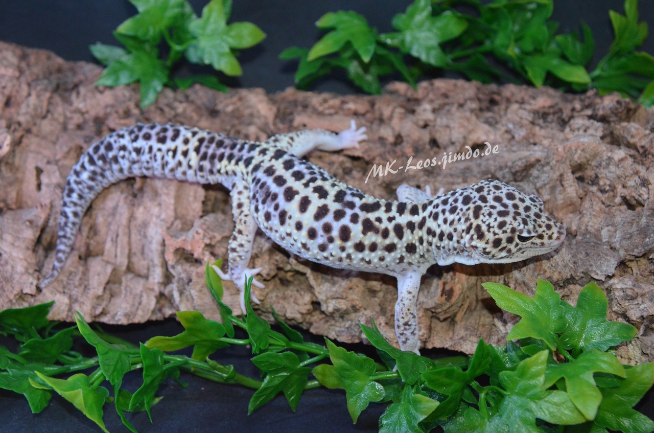 Meine GEM Snow Gruppe - MK-Leos, die kleine qualitative Leopardgecko ...