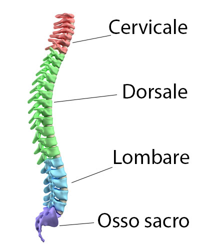 La colonna vertebrale: cenni di anatomia e fisiologia - Giuseppe Sibilani