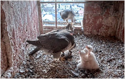 Wanderfalken auf dem Turm der Heiliggeistkirche - NABU Heidelberg - Die ...