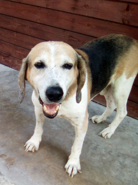 Gugio - CANI ITALIANI - italienische Hunde suchen ein Zuhause