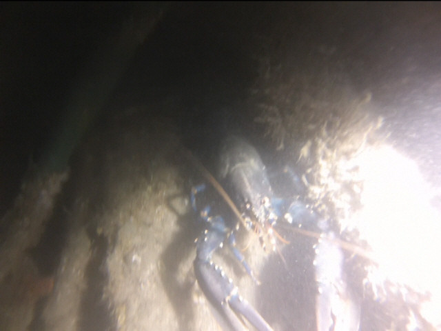 HMS Berkeley, destroyer L17 : - Site de frenchdiver-wim-csr