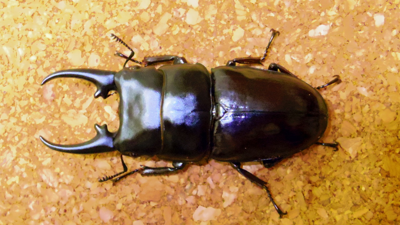 DORCUS HYPERION - k’s