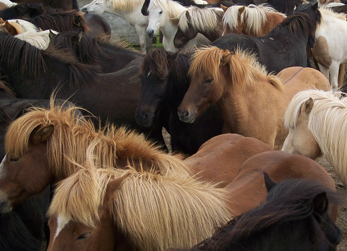 La Race "le Cheval Islandais" - Fédération Française du Cheval ...