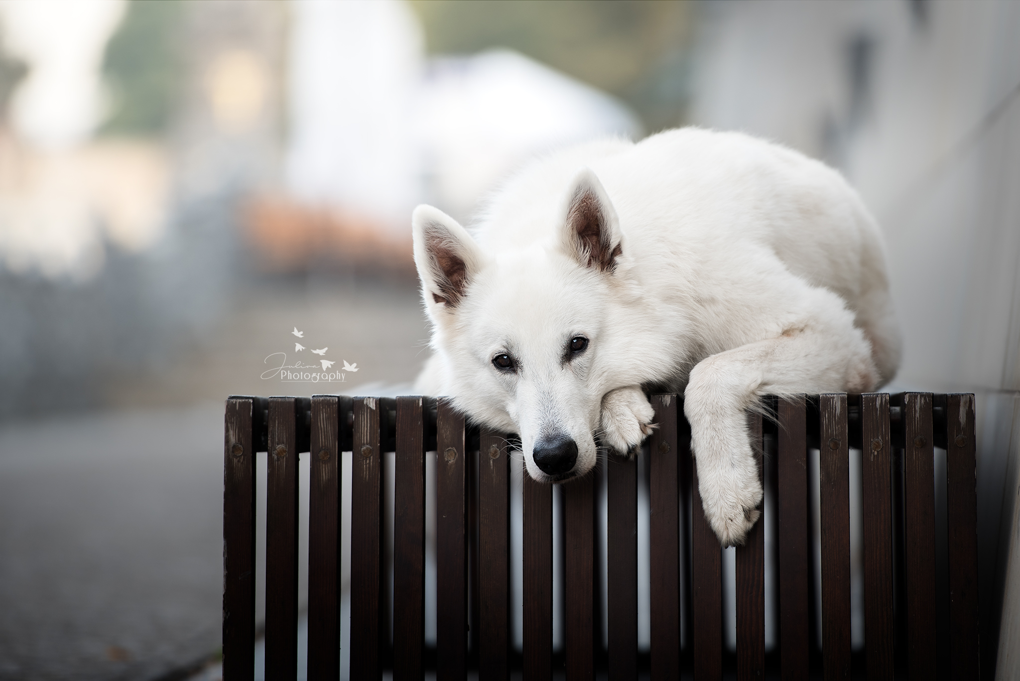 Portfolio - Juliva Photography