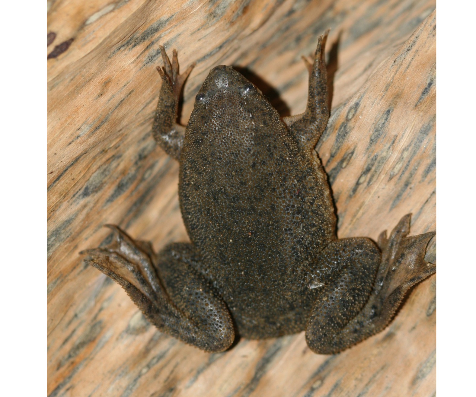 Pipa myersi - Lista de Los Anfibios de Colombia