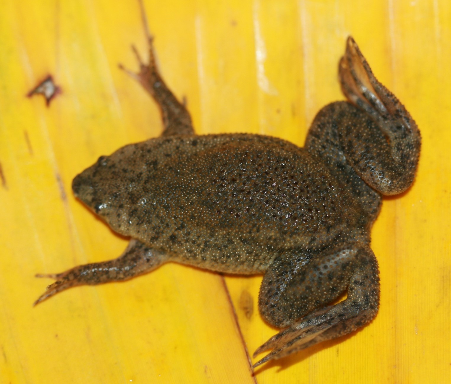 Pipa myersi - Lista de Los Anfibios de Colombia