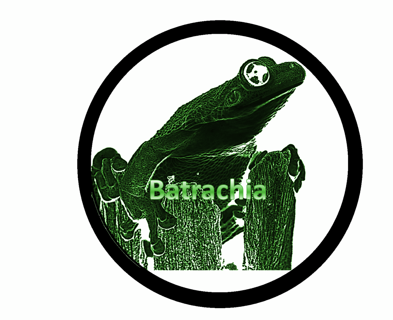 Strabomantis (14 spp.) - Lista de Los Anfibios de Colombia