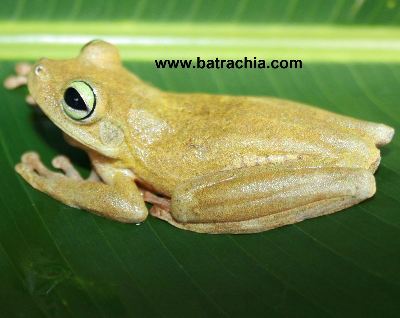 Boana platanera - Lista de Los Anfibios de Colombia