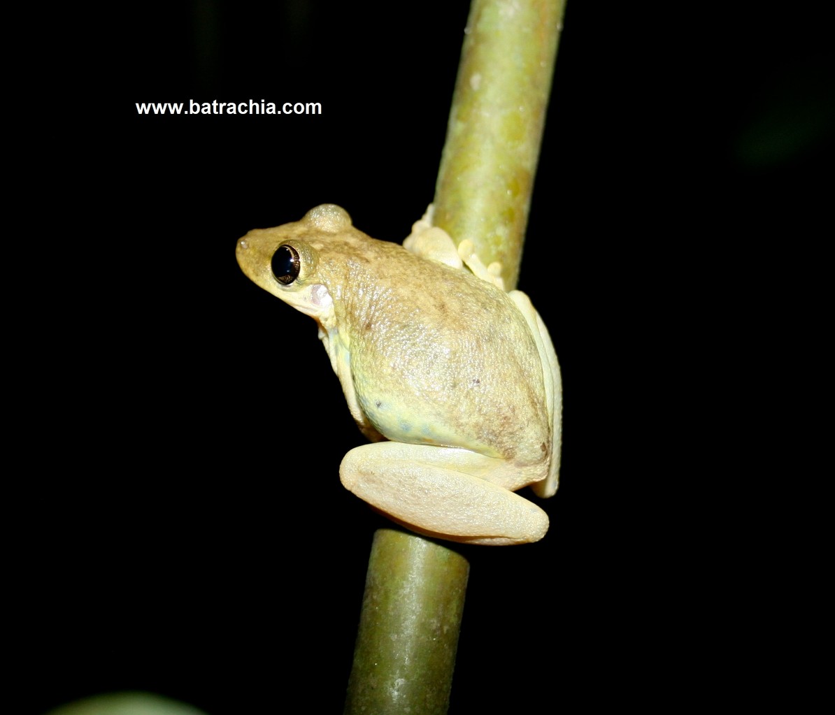 Scinax ruber - Lista de Los Anfibios de Colombia