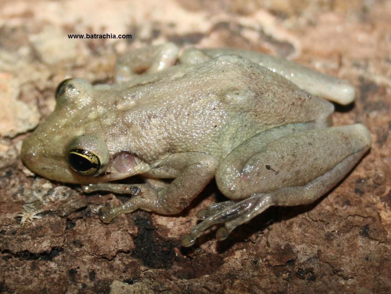 Scinax ruber - Lista de Los Anfibios de Colombia
