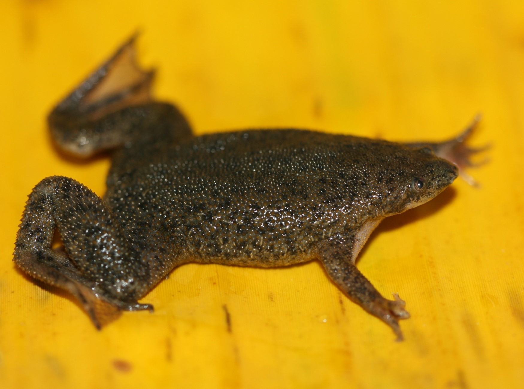 Pipa myersi - Lista de Los Anfibios de Colombia