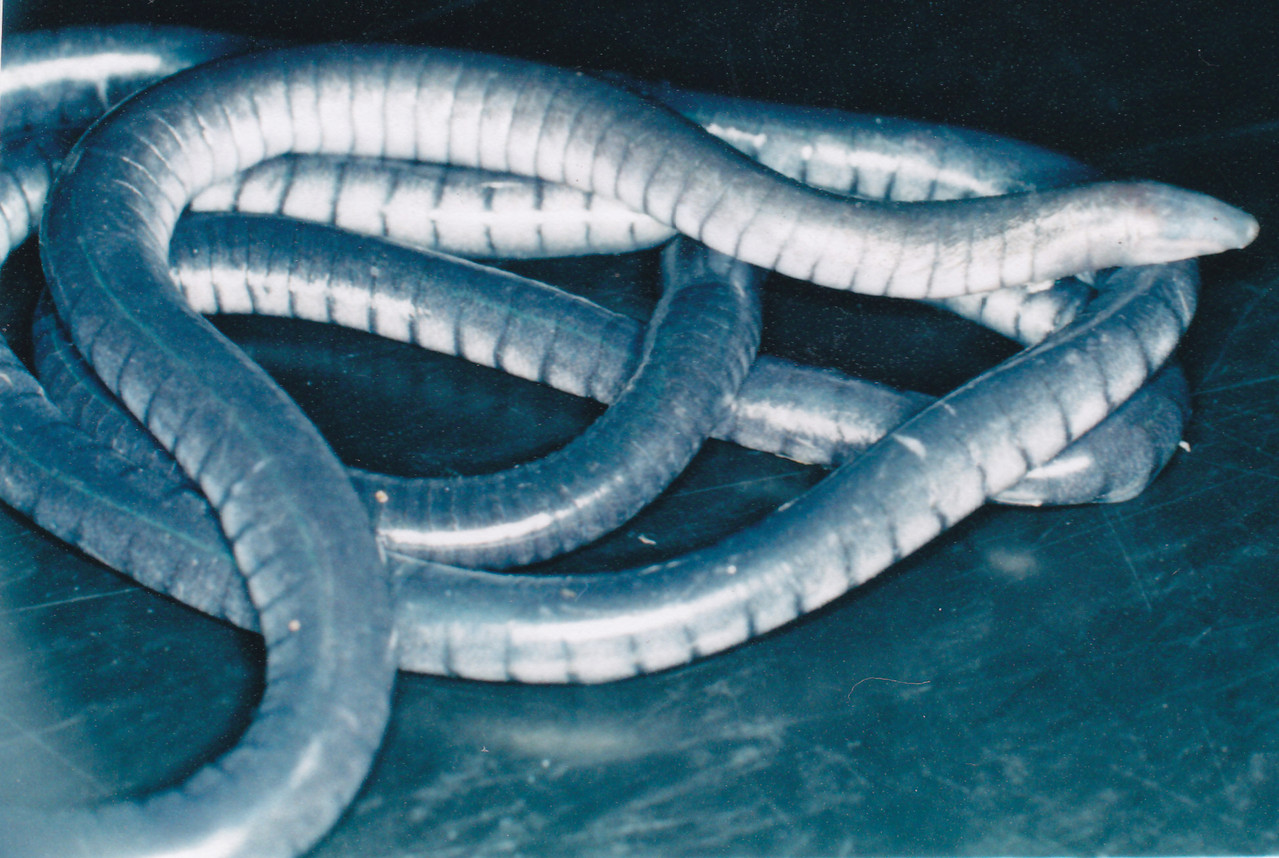 Caecilia thompsoni - Lista de Los Anfibios de Colombia