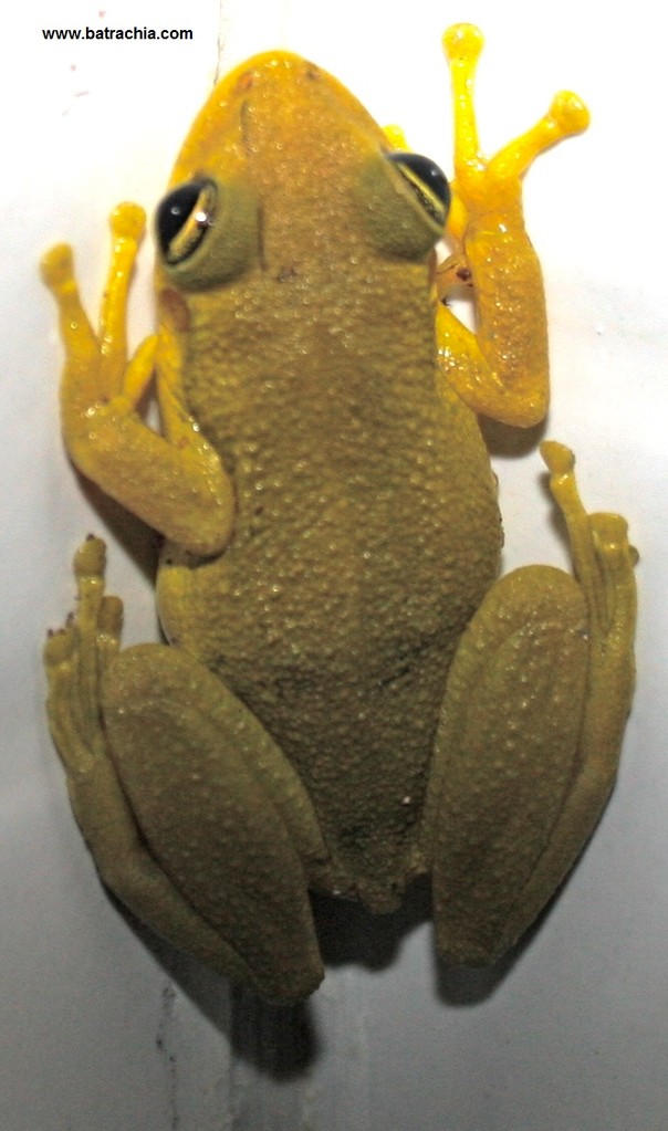 Scinax ruber - Lista de Los Anfibios de Colombia