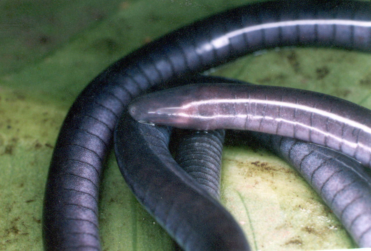 Caecilia thompsoni - Lista de Los Anfibios de Colombia