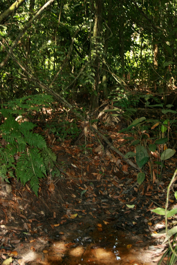 Allobates niputidea - Lista de Los Anfibios de Colombia