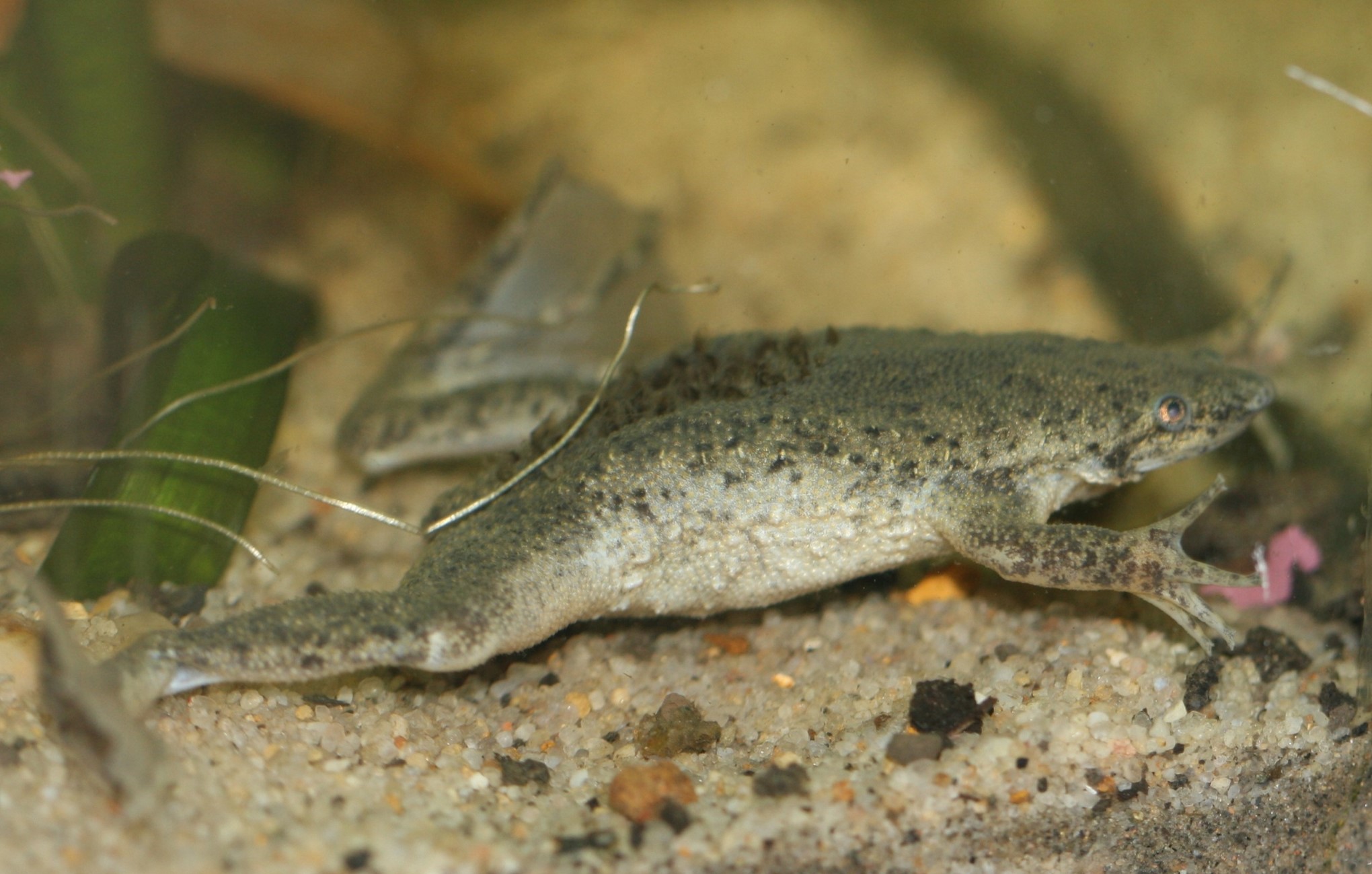 Pipa myersi - Lista de Los Anfibios de Colombia
