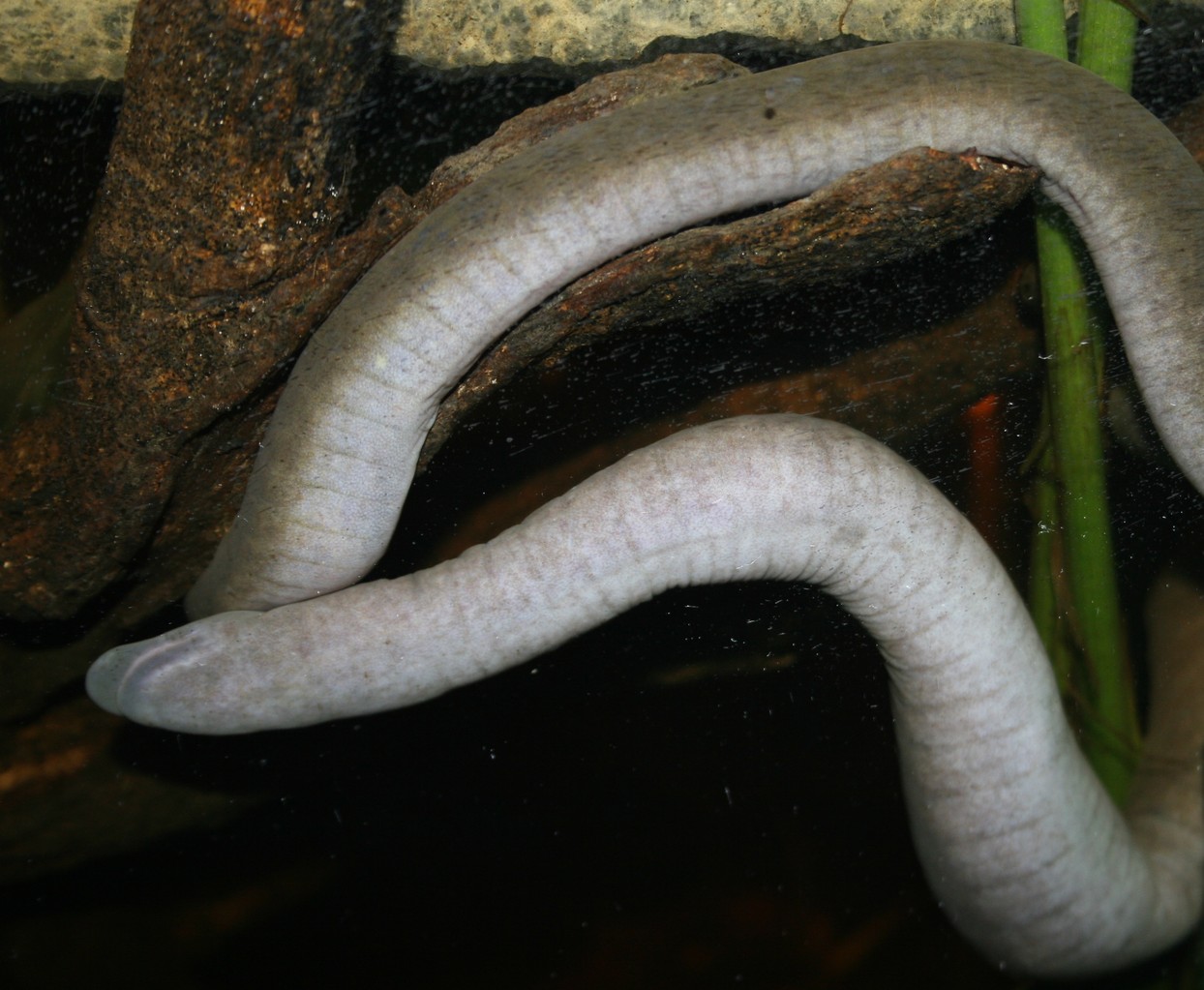 Typhlonectes natans - Lista de Los Anfibios de Colombia