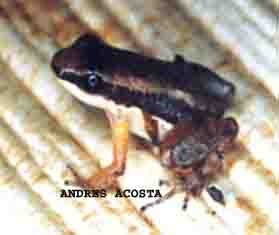 Allobates niputidea - Lista de Los Anfibios de Colombia