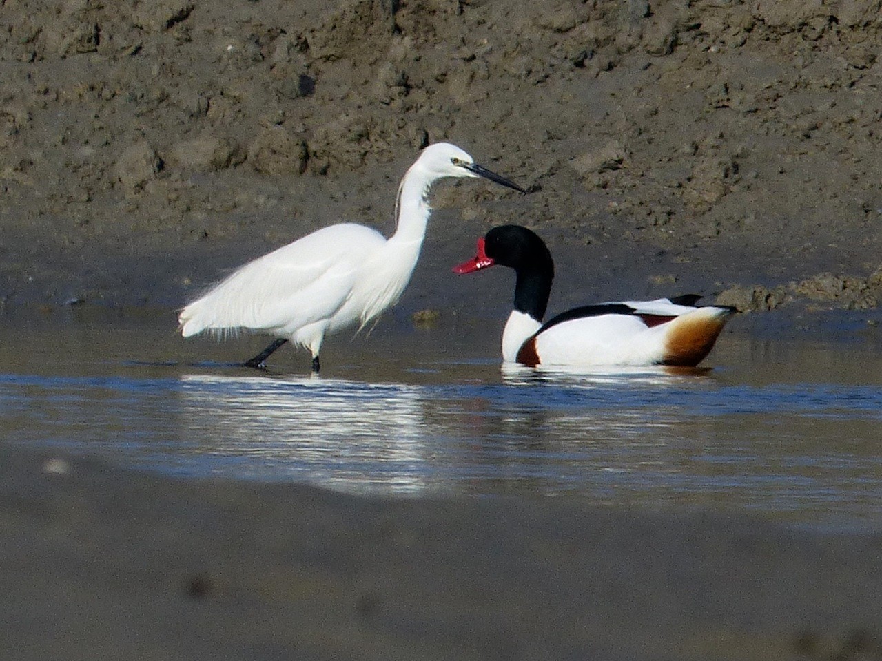 Randonnée - Cocktail de phoques et d'oiseaux en Baie de Somme - Sens ...
