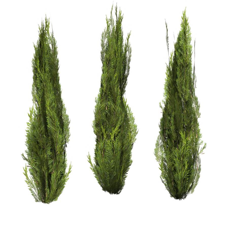 Arbustos en PNG - Arte con Photoshop