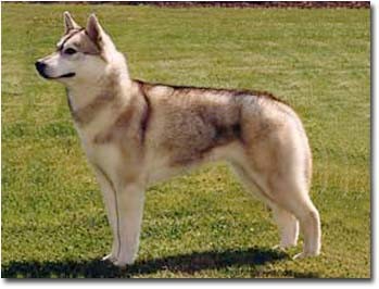 Husky Rassen - Schlittenhunde-Info