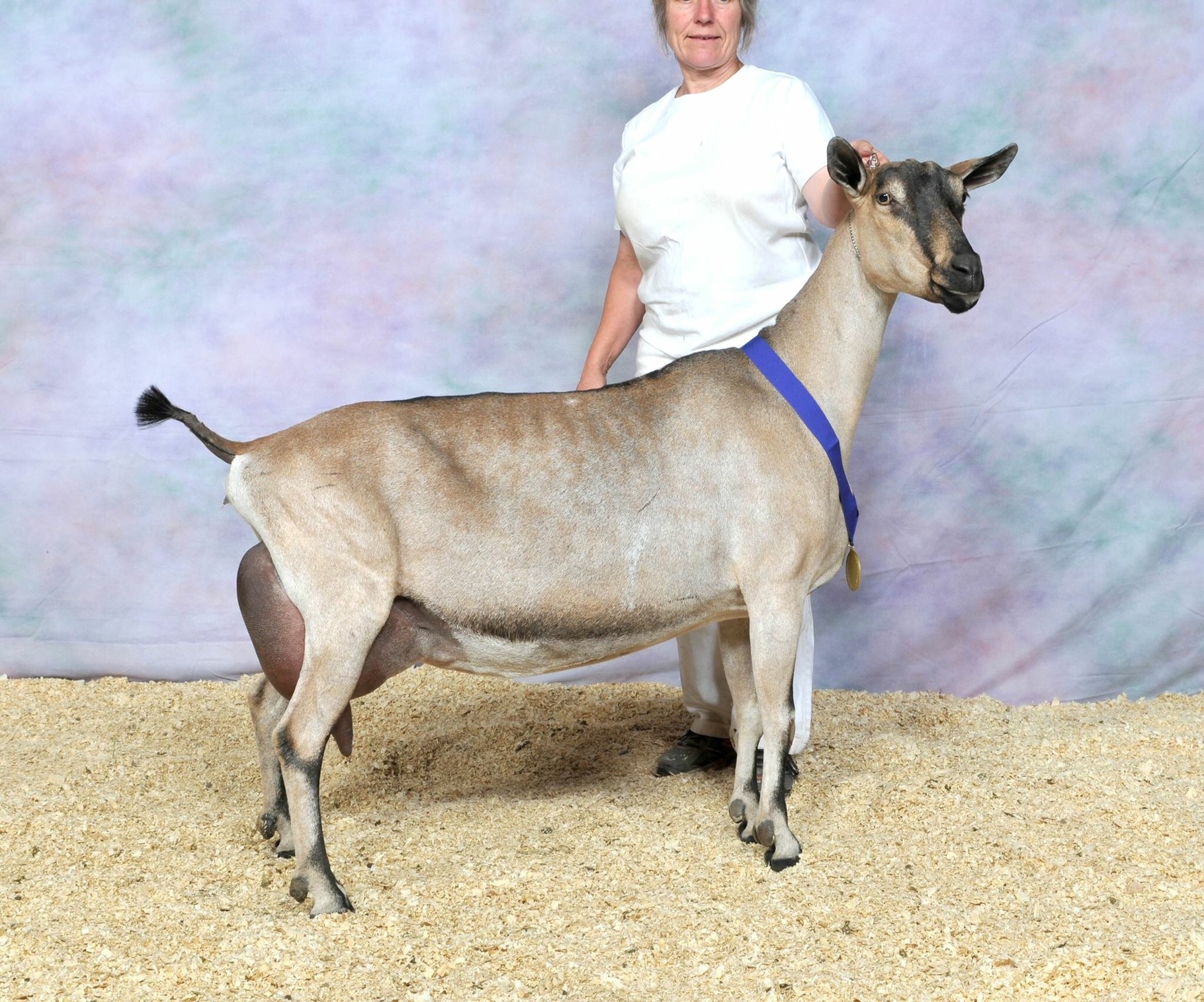 Alpine Bucks - spinningspidercreamery's JimdoPage!