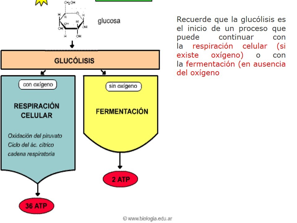 Diapositivas de metabolismo de carbohidratos - Página web de bioscientia