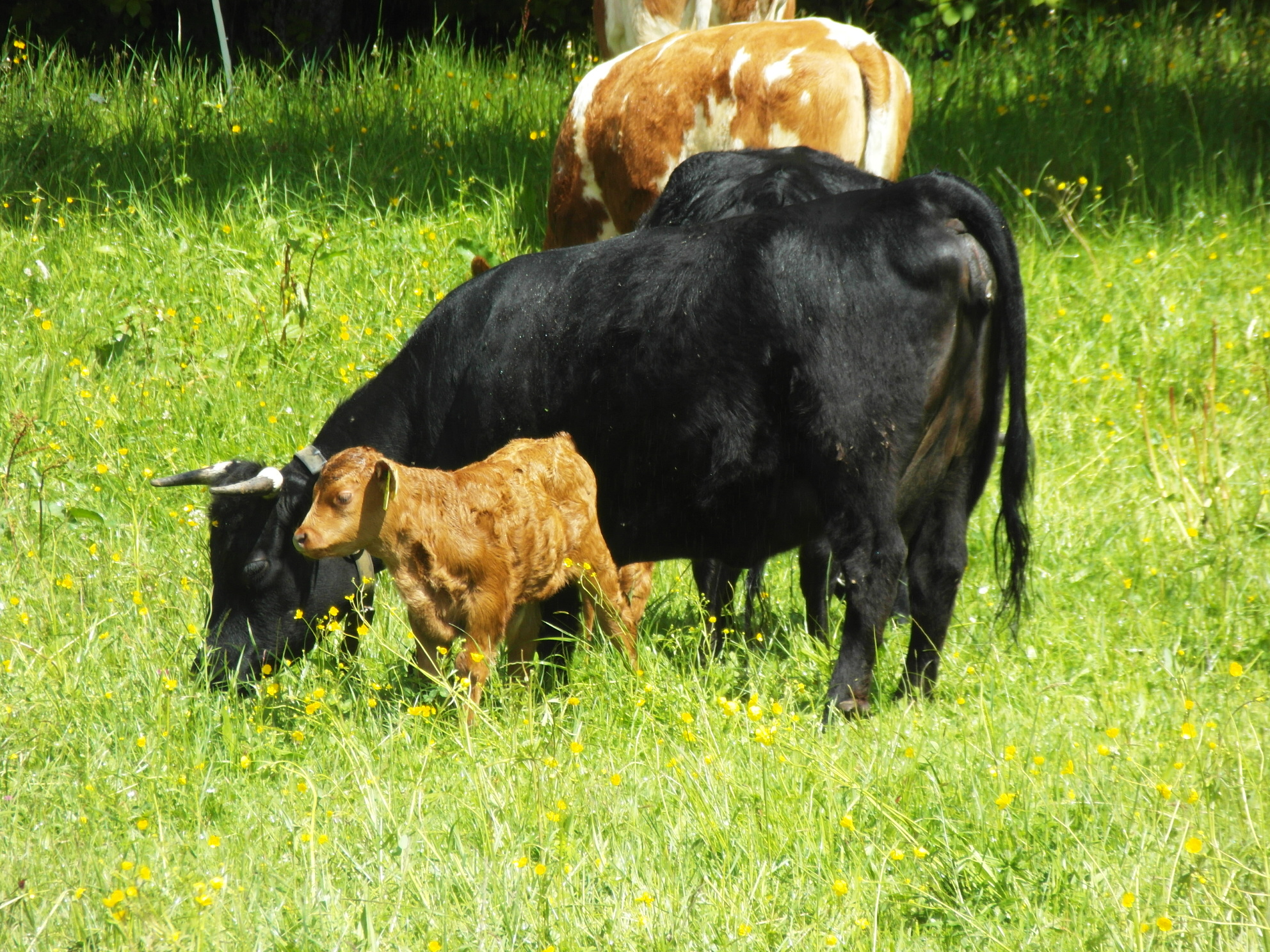 Dexter-Rinder - Oberhimberghof
