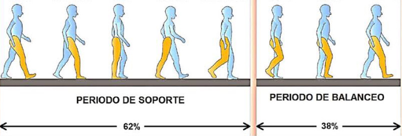 Ciclo de la marcha - Página web de mistareas-ef Ciclo de la marcha - Página web de mistareas-ef