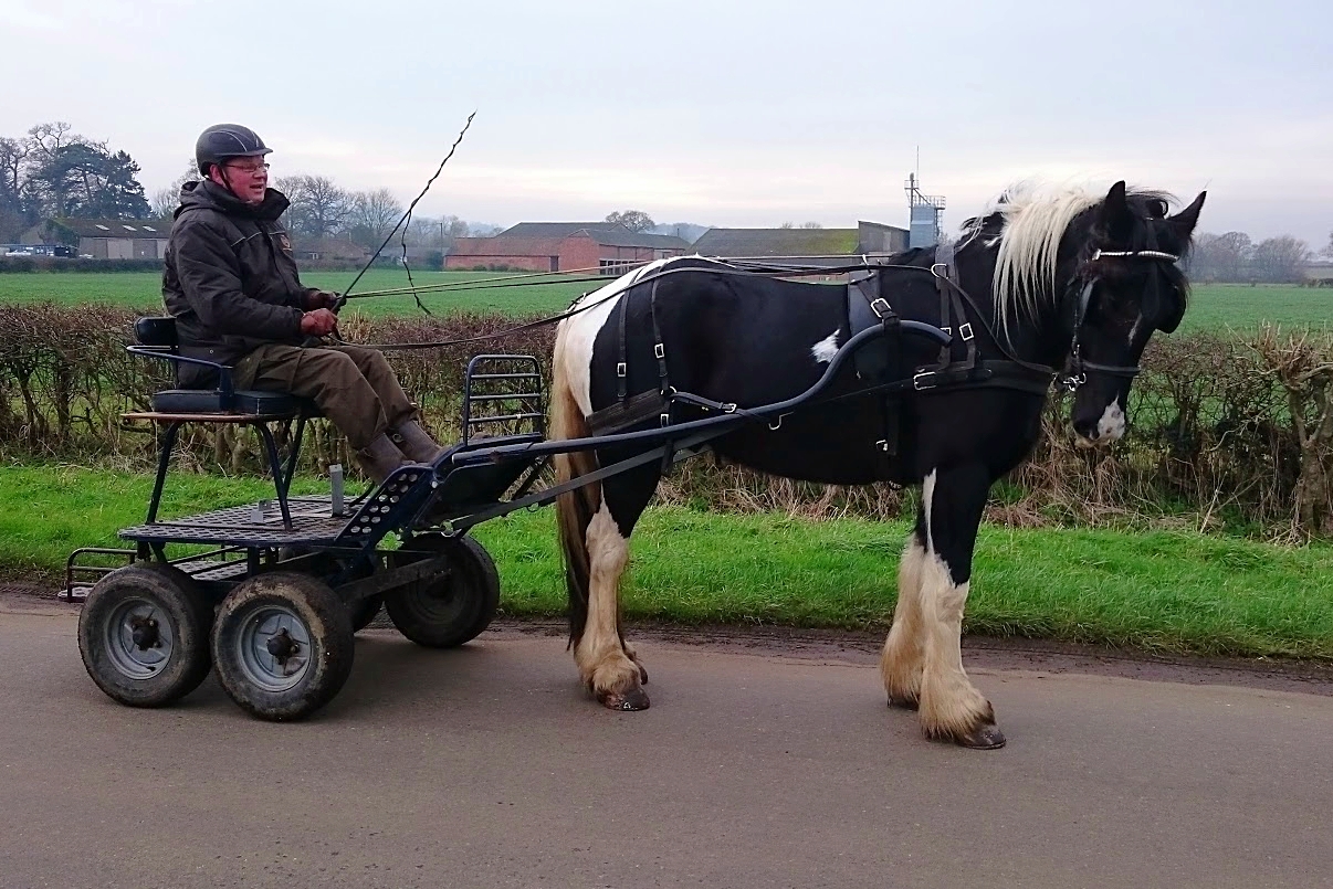 Carriage driving training Horses/ponies - D K Carriage Horses | Horse ...