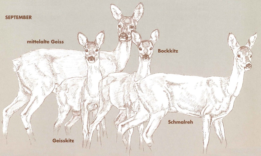 Ansprechen - Jagdgesellschaft Wasserschloss