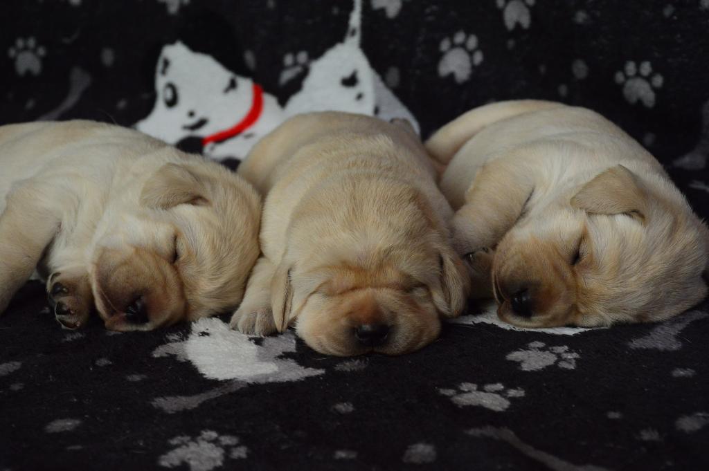 Litter G - Питомник лабрадоров Meri-Stuart! Украина, г.Харьков.