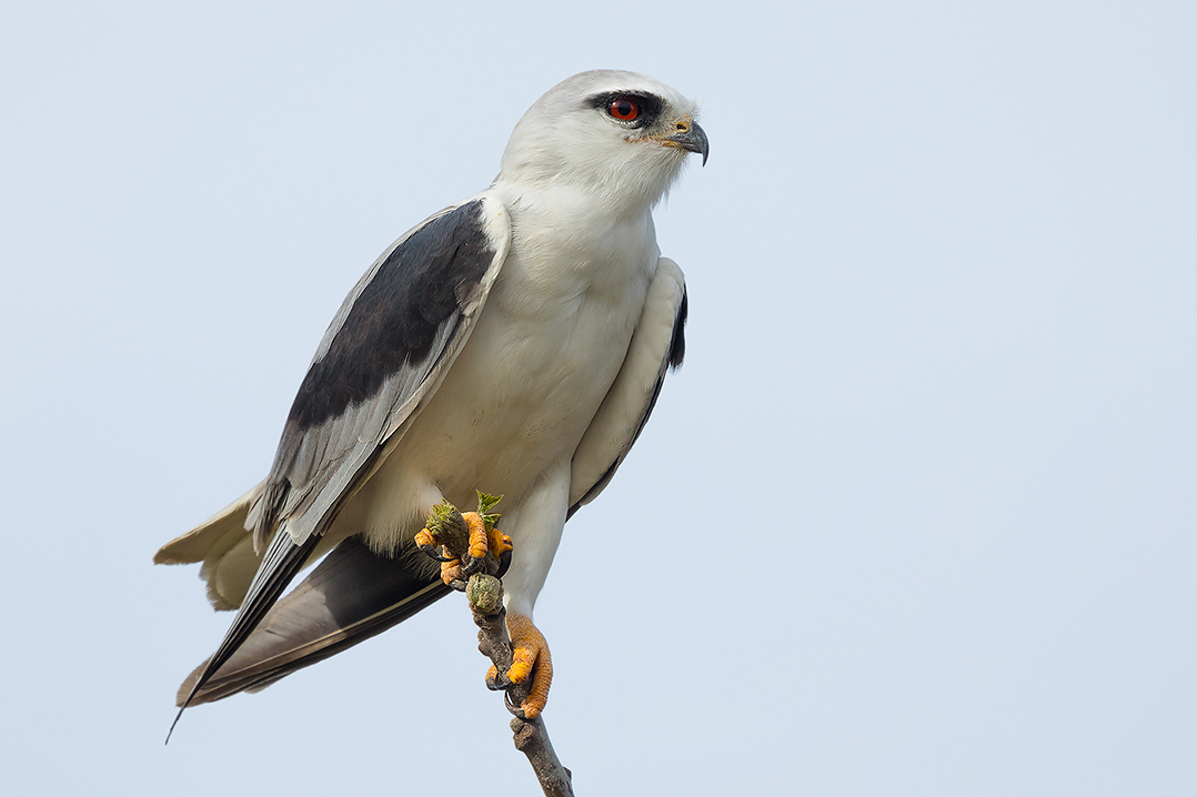 Gleitaar - patrickdoninis Webseite!