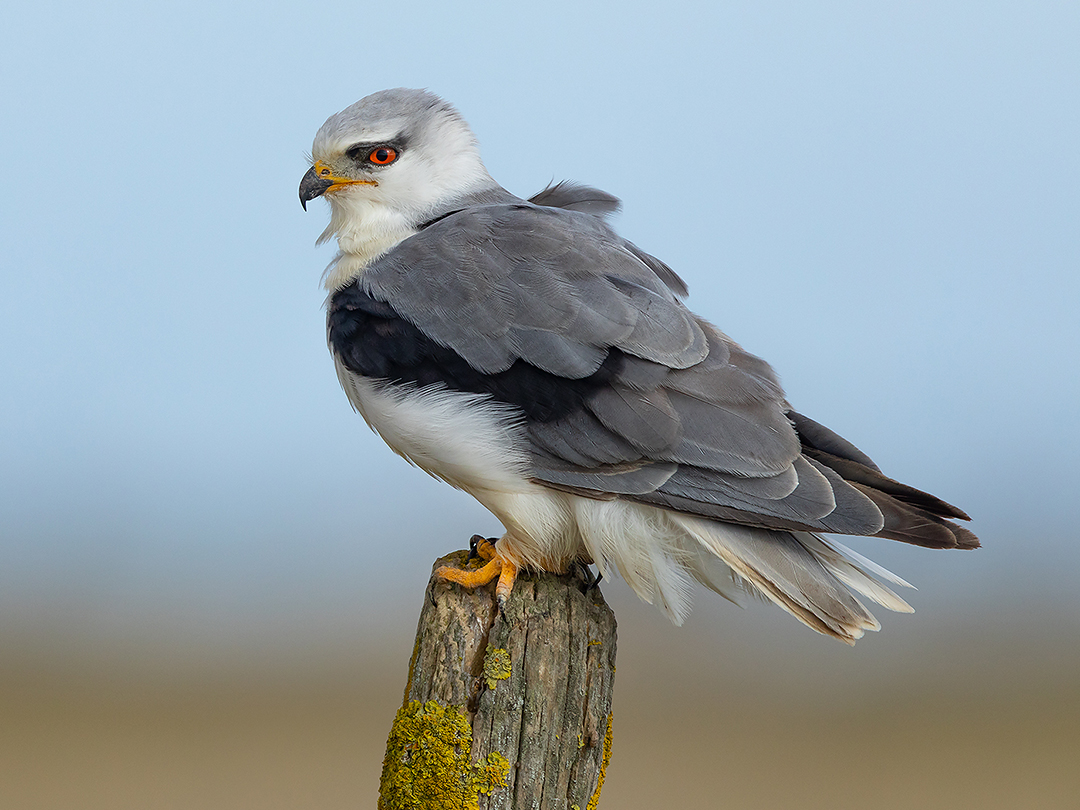 Gleitaar - patrickdoninis Webseite!