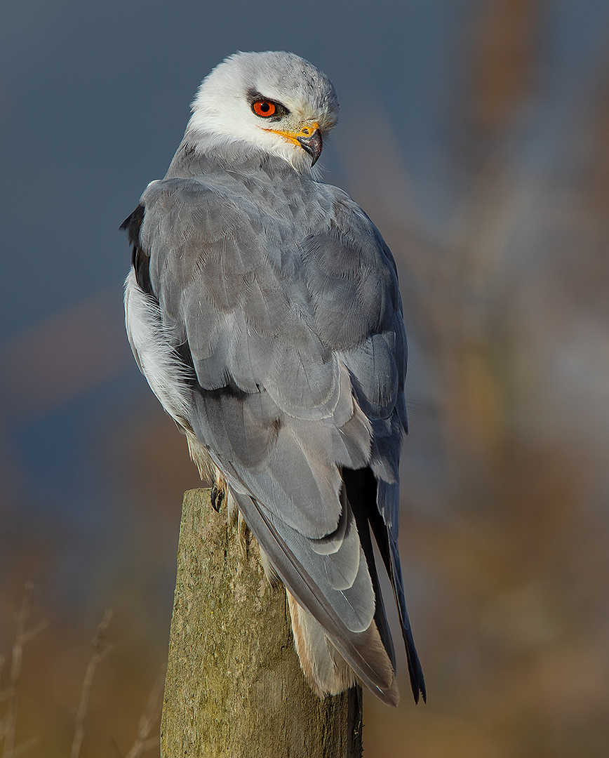 Gleitaar - patrickdoninis Webseite!