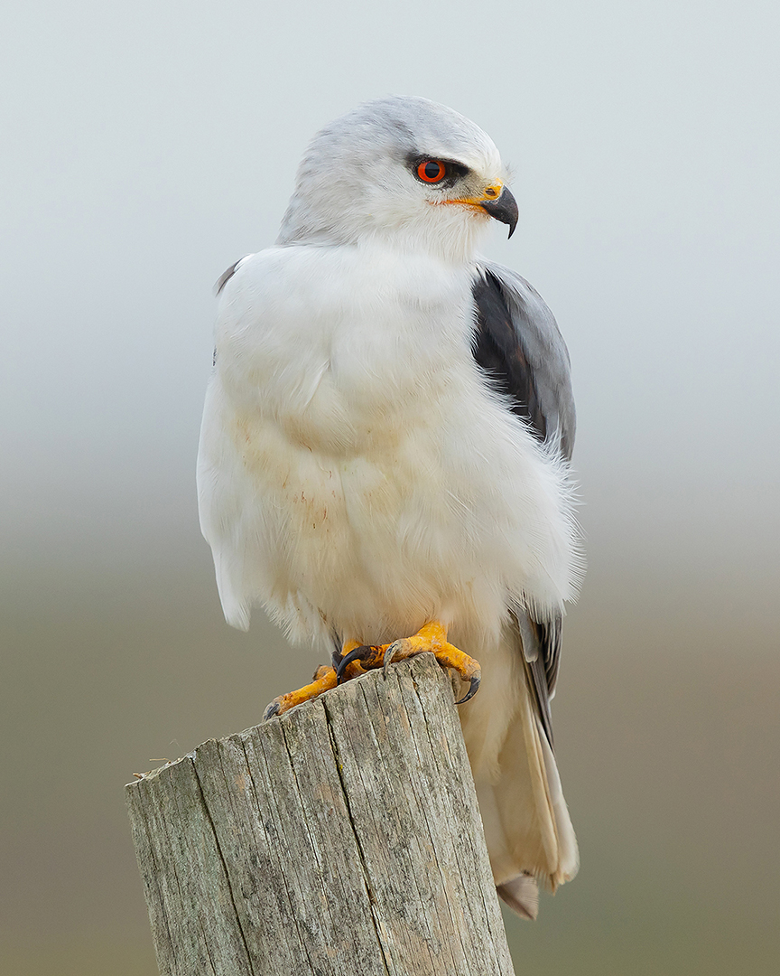 Gleitaar - patrickdoninis Webseite!